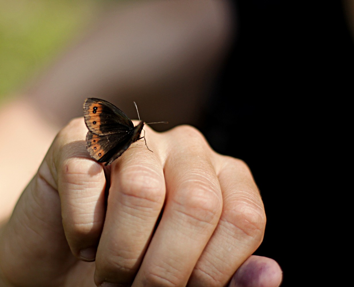 papillon - Blog voyage et photos Bien Voyager