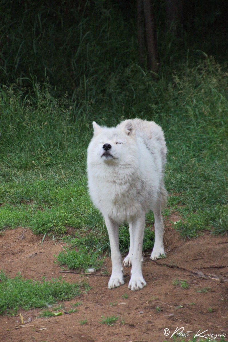 Québec - Ma rencontre avec les loups